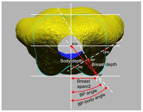 Breast Geometry Characterization Of Young American Females Using 3d