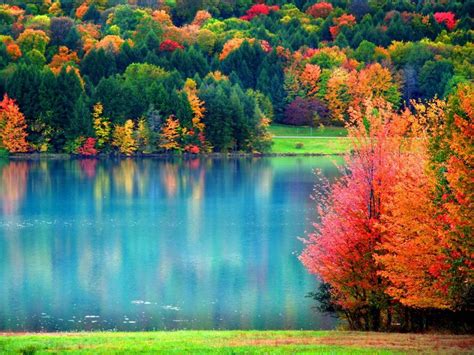 Download Colorful Trees During Fall Wallpaper