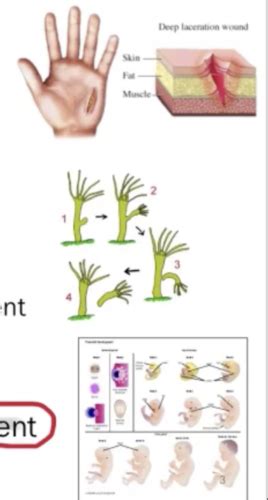 mcb chapter 11 cell cycle and mitosis flashcards quizlet