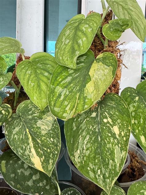 Scindapsus Baticon Batik Constellation Furniture And Home Living