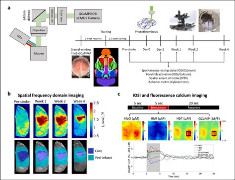 Multimodal Imaging Of Neurovascular Coupling For Monitoring Download Scientific Diagram