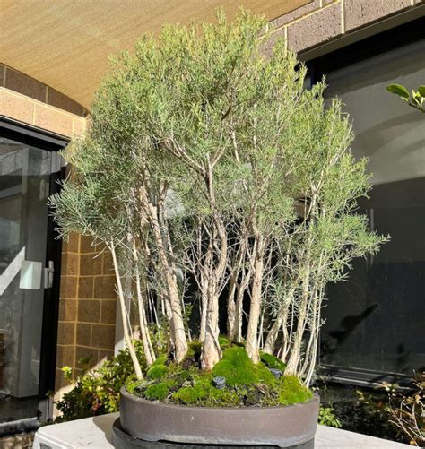 Myrtaceae Bonsai Von Upul Ranjith