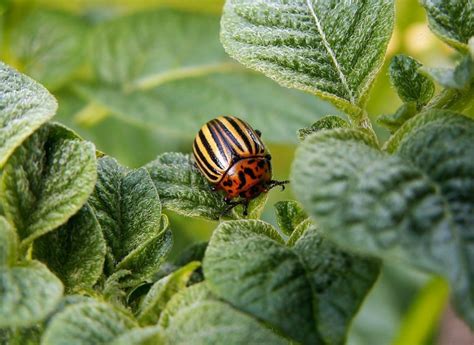 How To Get Rid Of Colorado Potato Beetles Naturally Bugwiz