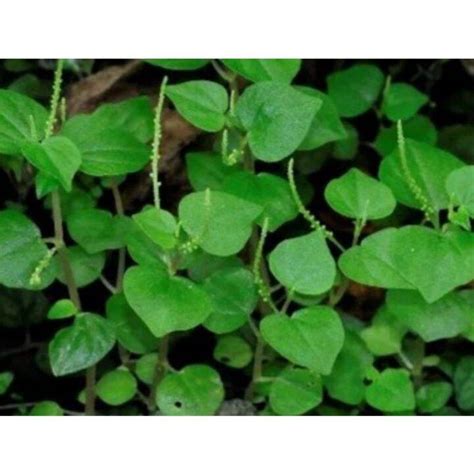 Pansit Pansitan Seeds 50 75 Approx Lazada Ph