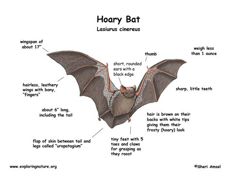 Bat Hoary Exploring Nature