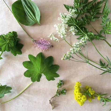 Herbarium How To — Freshly Pressed