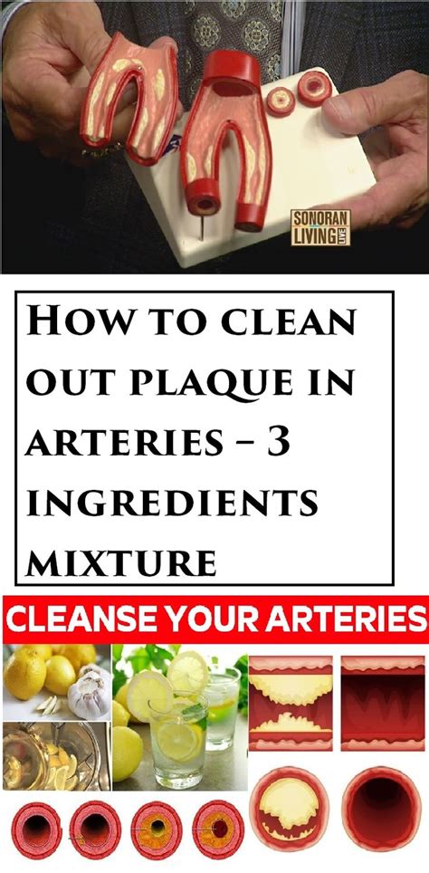Best Herbs For Cleansing Arteries At Daniel Beaty Blog