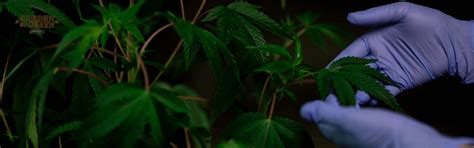 Sexing Cannabis How To Tell The Difference Between Male Vs Female Cannabis Plants Garden Of