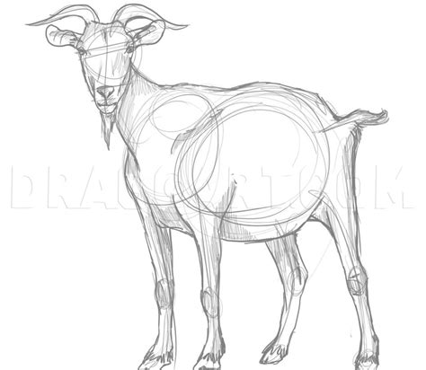 How To Draw A Goat Step By Step Drawing Guide By Dawn Artofit