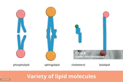Variety Of Lipid Molecules Stock Illustration Download Image Now Phospholipid Biochemistry