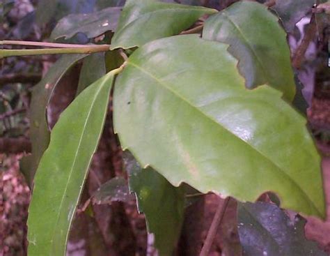 Plantnet Floraonline