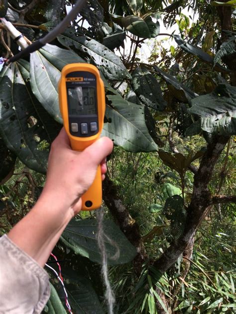 Monitoring The Canopy Temperature Of Forests Futurum
