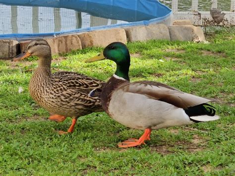 Male Vs Female Ducks Explained From Bills To Behaviors