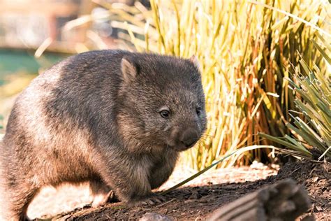 How Deep Does A Wombat Dig Wombat Facts And Photos Ccqhxn