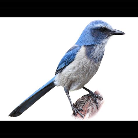 Florida Scrub Jay Aphelocoma Coerulescens Identification Birda