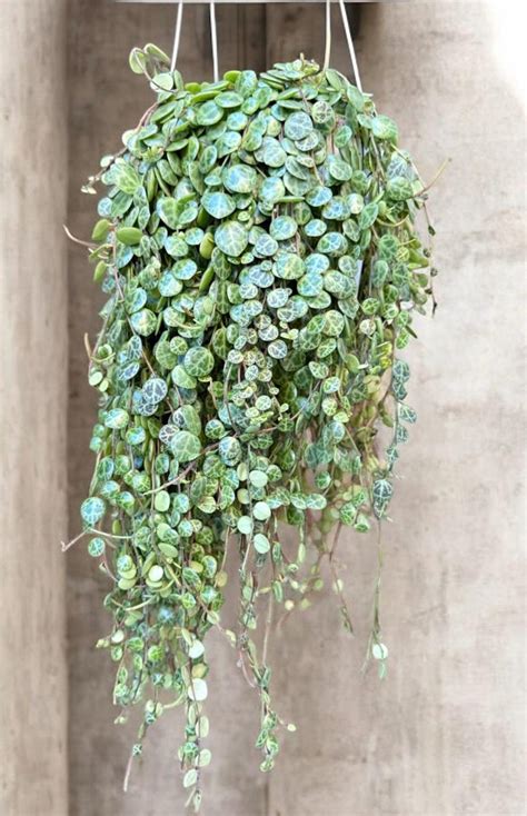 String Of Turtles Peperomia Prostrata Turtles Trailing Succulent
