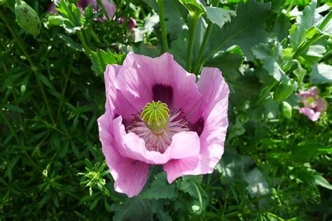 Purple Poppies Poppies In A Field In Chalfont St Giles Bu Timo