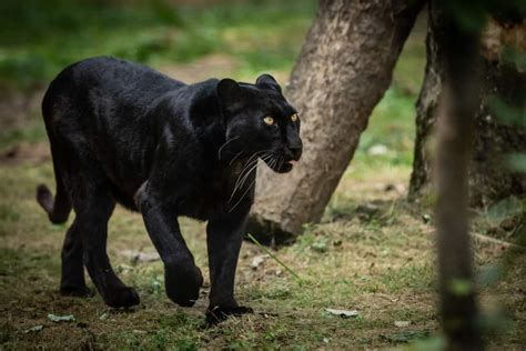 What Do Black Panthers Eat Diet And Facts