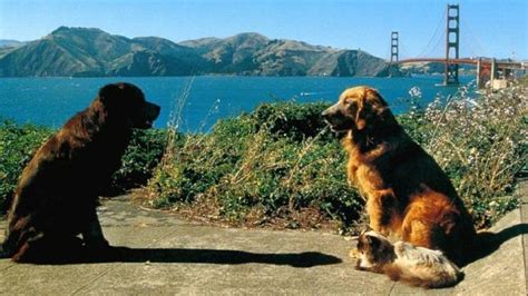 Homeward Bound Ii Lost In San Francisco Alchetron The Free Social