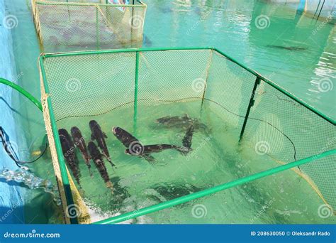 Fish Farming In Tanks A Net Cage As A Form Of Aquaculture When Fish