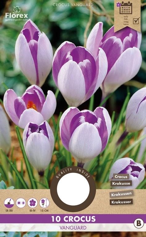 Krokus Vanguard kopen? Snelle levering en scherpe prijzen bij ...