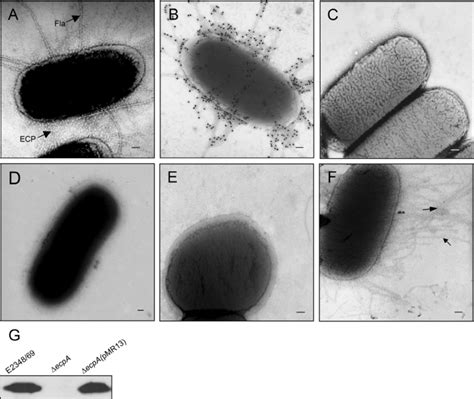 Ecp On Epec As Shown By Electron Microscopy And Immunogold Labeling Download Scientific