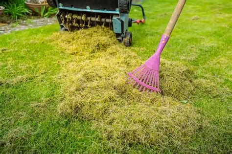 Lawn Thatch Causes Management And Prevention