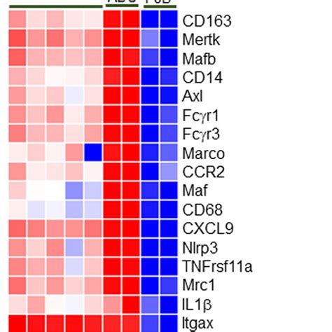 Expression Of A Subset Of Myeloid Markers By Age Associated B Cells