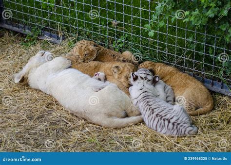 Lion And Tiger Cubs