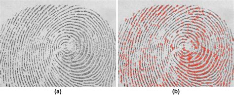 pore extraction example a a fingerprint image of polyu hrf database