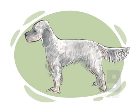 Definition Meaning Of Setter LanGeek