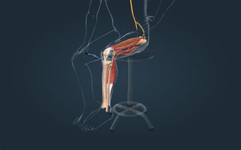 Patellar Reflex 3d Scene Mozaik Digital Education And Learning