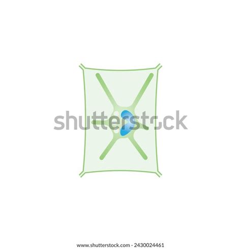 Plasmolyzed Plant Cell Scientific Design Vector Stock Vector Royalty
