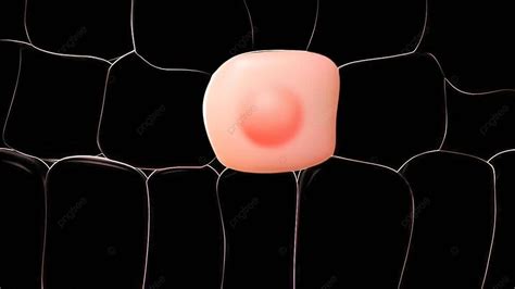 Adult Stem Cell Biotechnology Mitosis Health Photo Background And