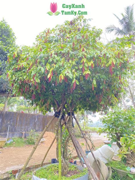Cây Chòi Mòi Đặc điểm Công Dụng Cách Trồng Và Chăm Sóc Cây Chòi Mòi