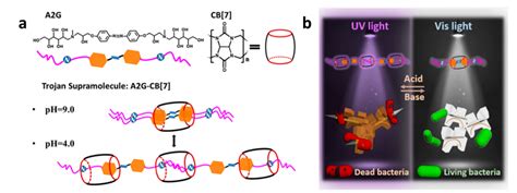 Polymers Free Full Text Supramolecular Combination Cancer Therapy Based On Macrocyclic