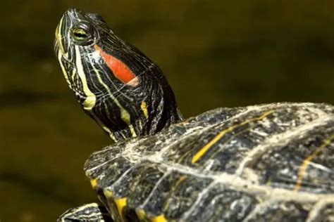 Red Eared Slider Shell Rot Signs Symptoms Recovery Treatment