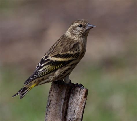 Pine Siskin San Diego Bird Spot