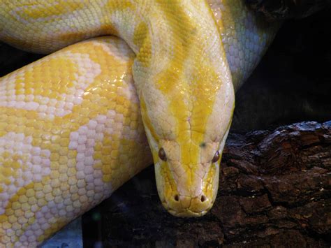 Floridas Invasive Python Problem Is Getting Worse And Scientists Are