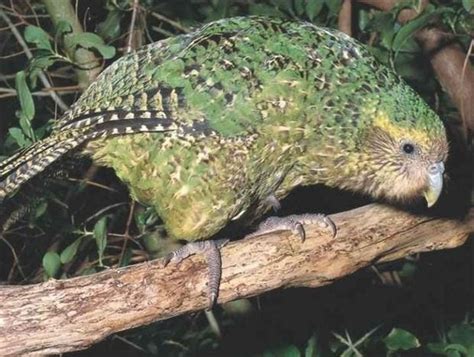 Kakapo Bird