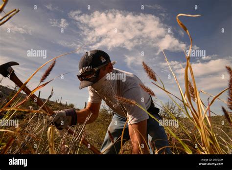 Tucson Arizona Usa February 8 2014 Volunteers And Staff At Saguaro