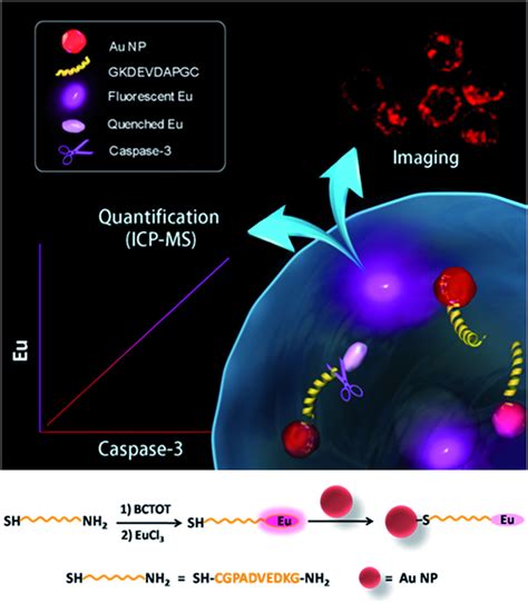 Application Of The Lanthanide Metal Based Dual Functional Nanoprobe For