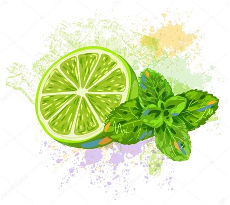 Lime And Mint Stock Vector Image By ©vedvid Arts 62266073