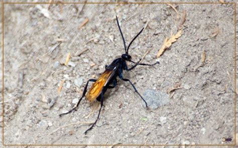Executioner Wasp Polistes Carnifex Species Profile And Facts Insectic