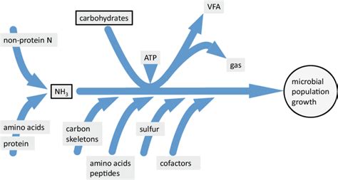 10 Flow Diagram Of Nitrogen And Energy Use For Ruminal Microbial Download Scientific Diagram