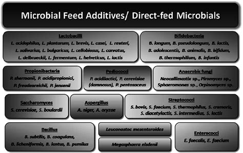 1 Microorganisms Frequently Used As Microbial Feed Additivesdirect Fed Download Scientific