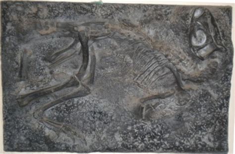 Aerosaurus And Othnielia Skeletons