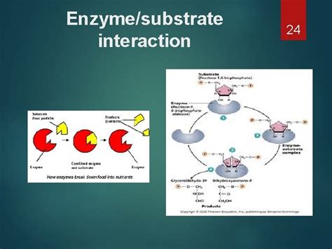 Microbial Fermentation Enzymology Metabolic Pathways And Fermentation Aspects