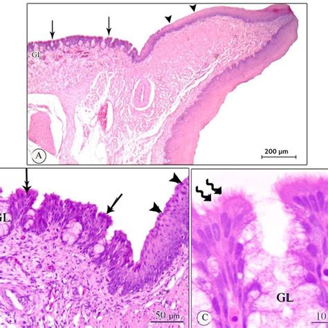 Photograph Of The Choanal Slit Of 17and 15 Days A And Of 30and 60