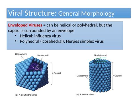 Structures And Classification Of Viruses Pptx